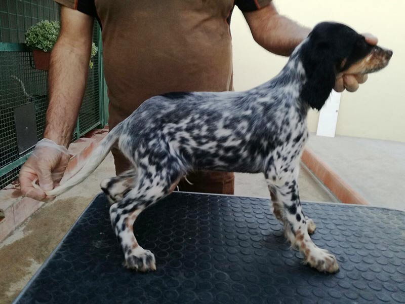 Allevamento Setter Inglese Del Fragim - setter inglesi - setter da beccacce