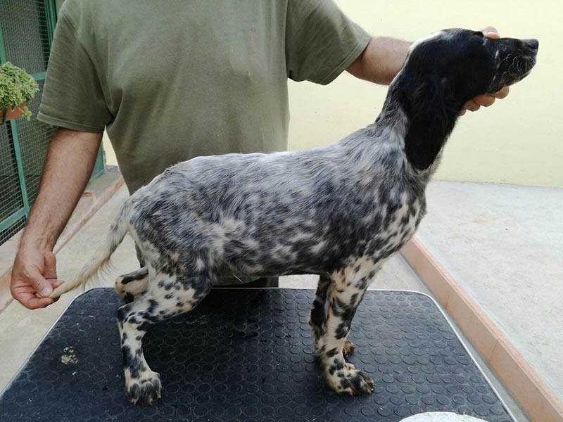 Allevamento Setter Inglese Del Fragim - setter inglesi - setter da beccacce