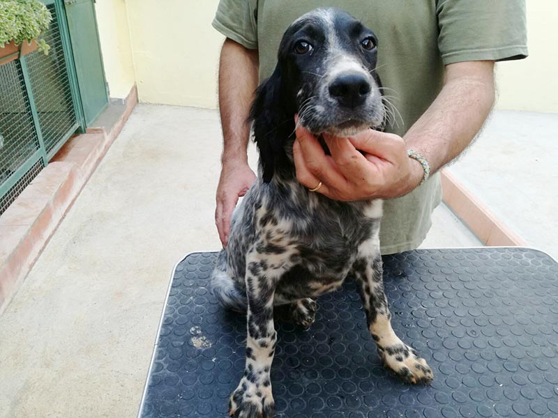 Allevamento Setter Inglese Del Fragim - setter inglesi - setter da beccacce