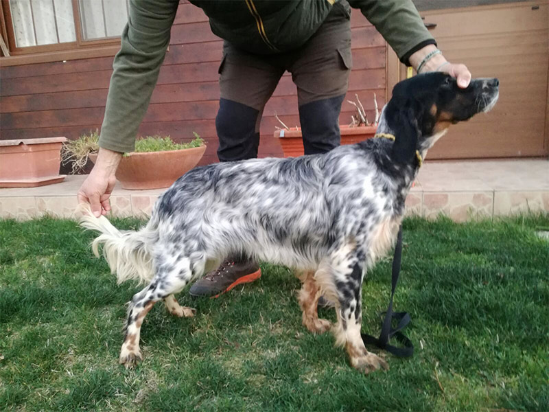 Allevamento Setter Inglese Del Fragim - setter inglesi - setter da beccacce